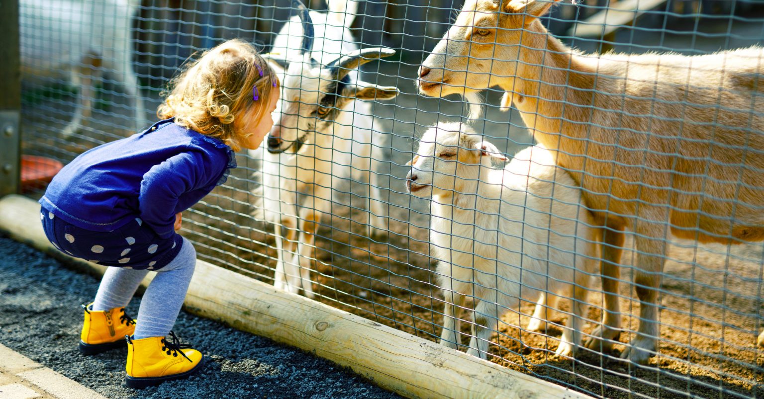 Visit Us | Animal Farm in Hertfordshire | Standalone Farm